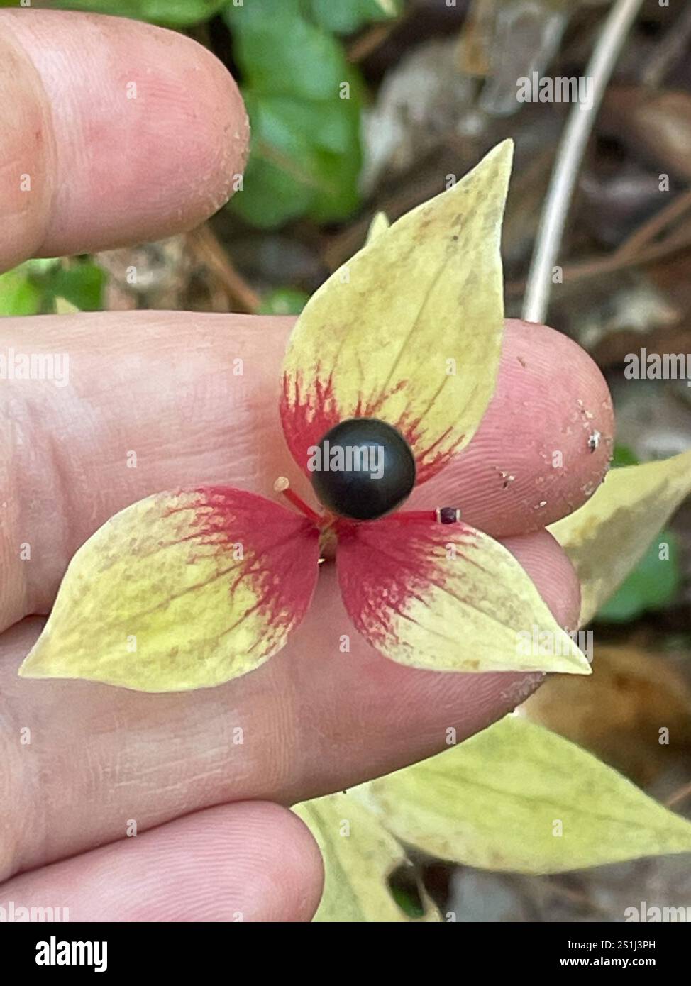Cucumber Root (Medeola virginiana Stock Photo - Alamy