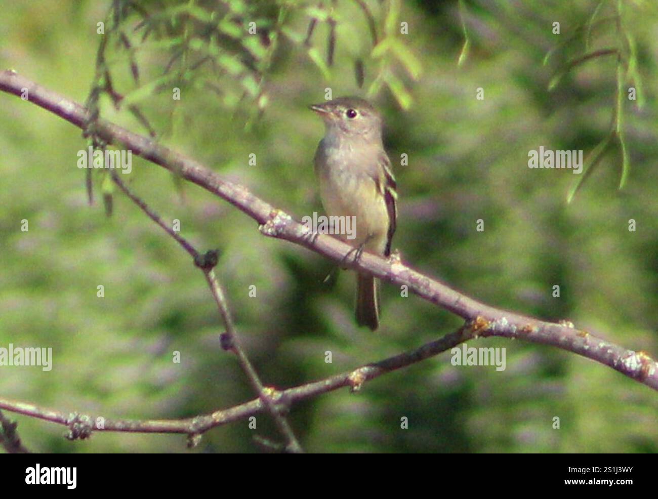 Empidonax Flycatchers (Empidonax Stock Photo - Alamy