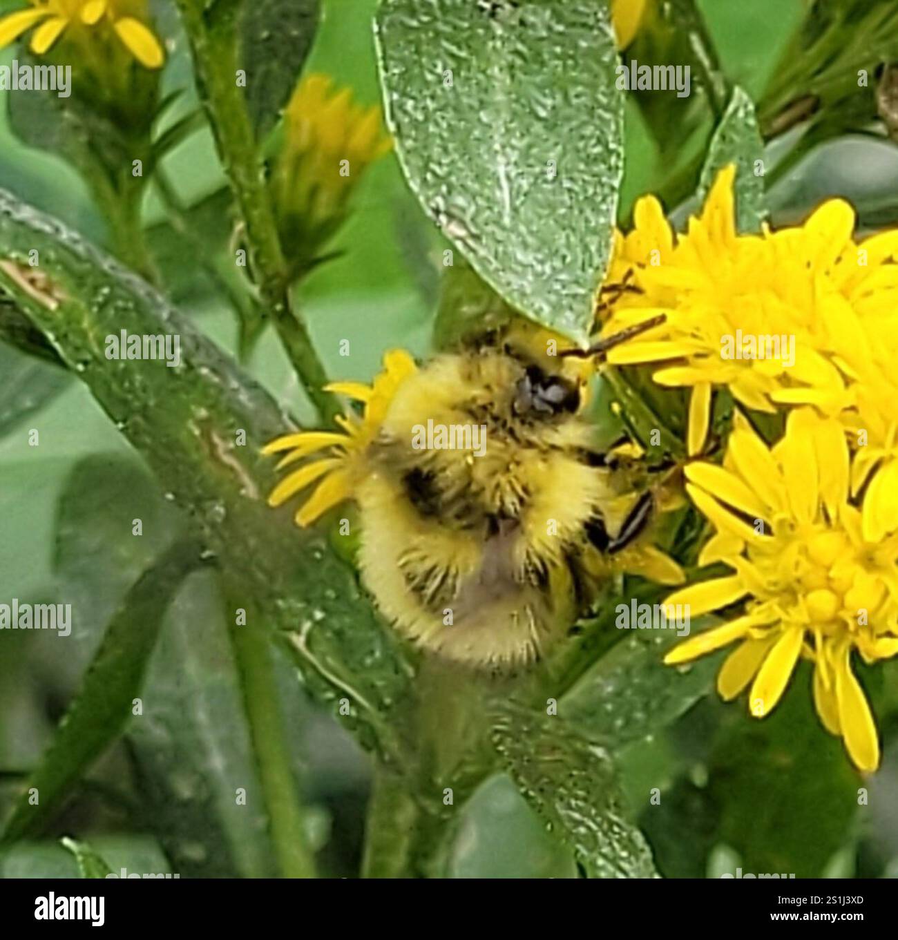 Sitka Bumble Bee (Bombus sitkensis Stock Photo - Alamy