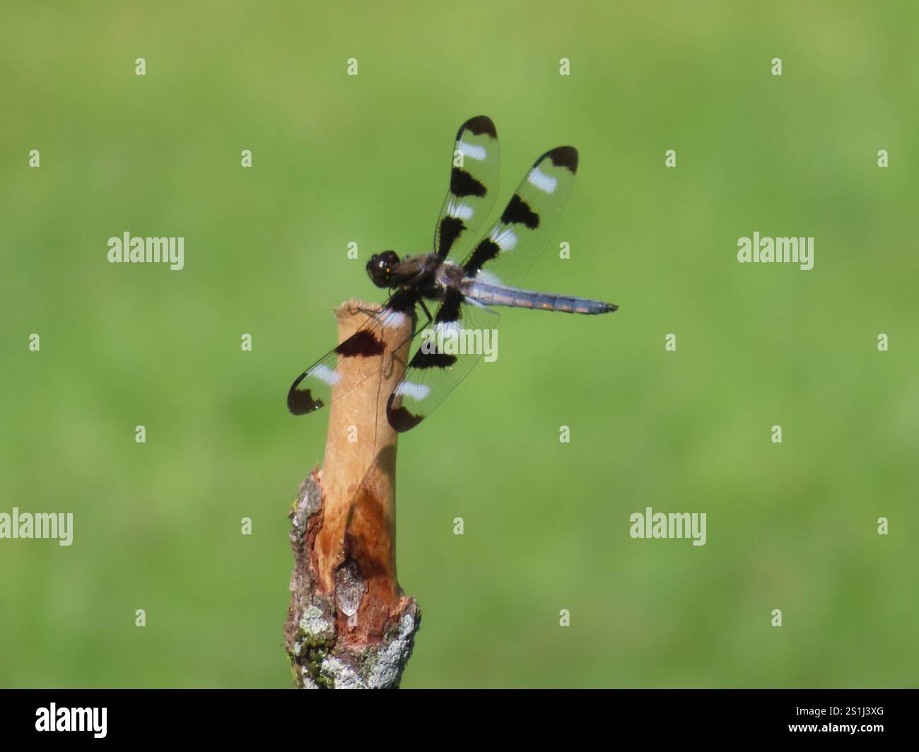 Twelve-spotted Skimmer (Libellula pulchella Stock Photo - Alamy