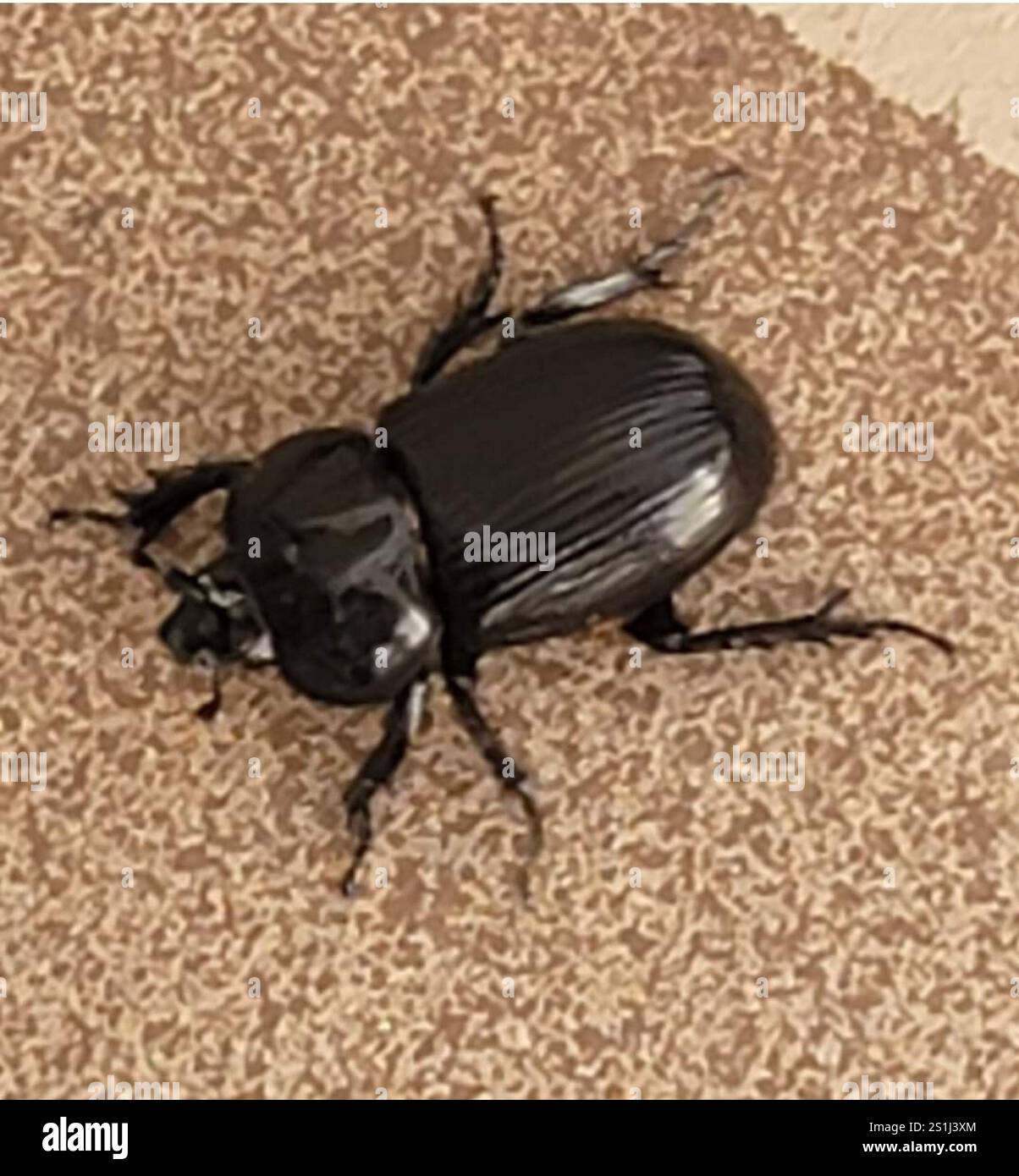 Triceratops Beetle (Phileurus truncatus Stock Photo - Alamy