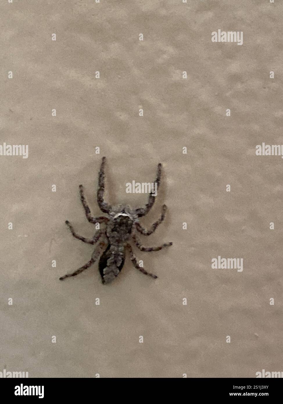 Tan Jumping Spider (Platycryptus undatus Stock Photo - Alamy
