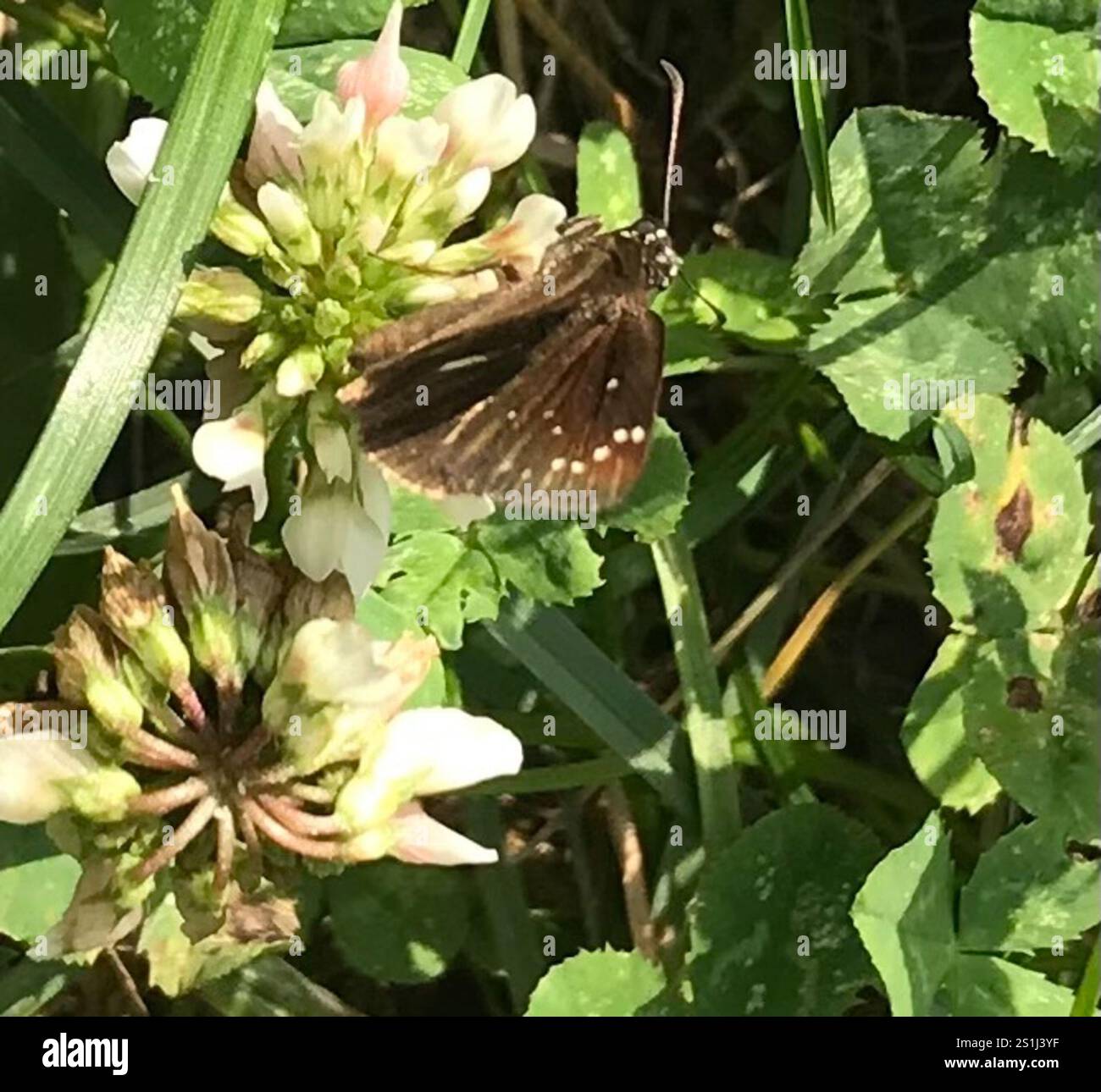 Common Sootywing (Pholisora catullus Stock Photo - Alamy