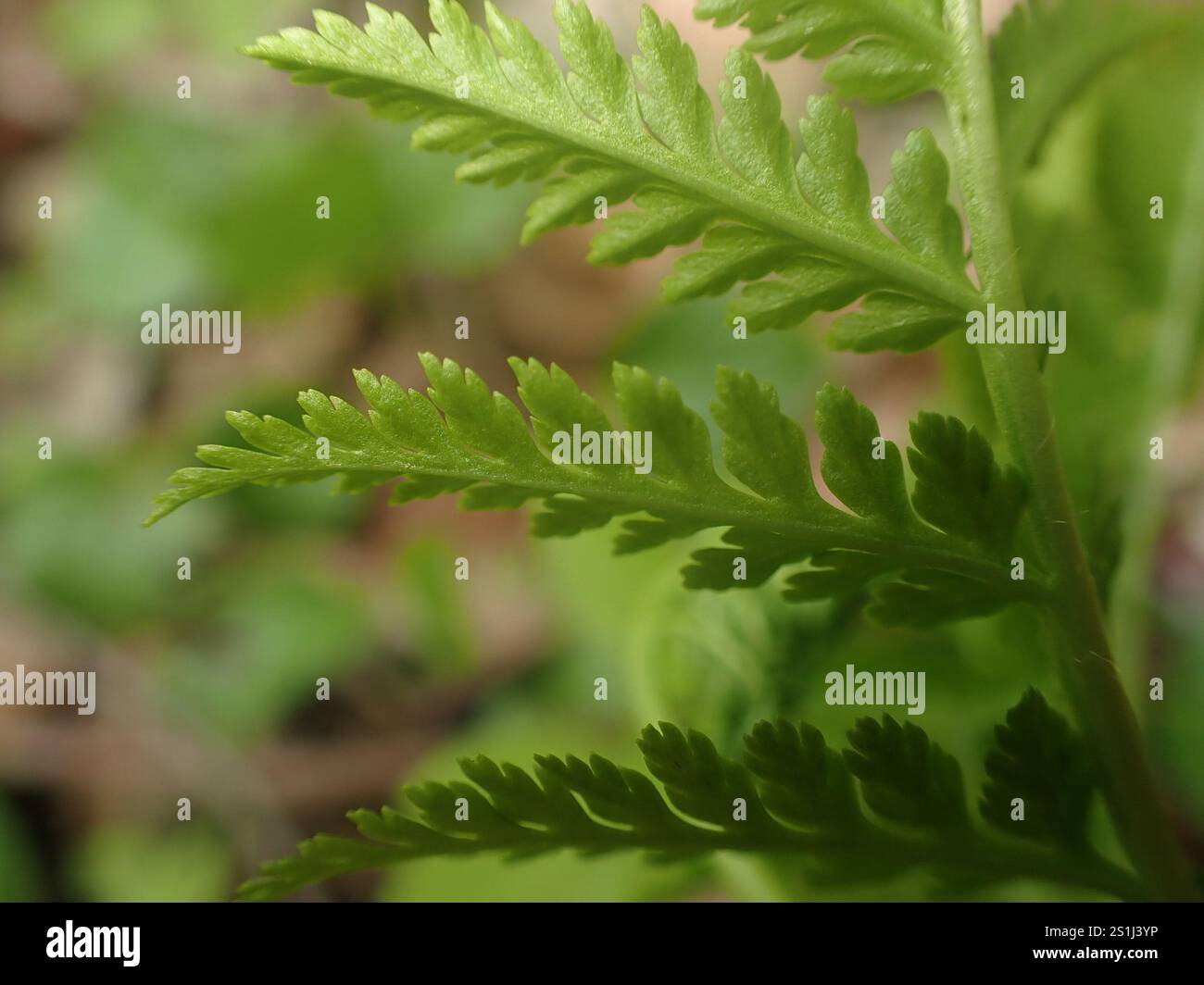 rattlesnake fern (Botrypus virginianus Stock Photo - Alamy