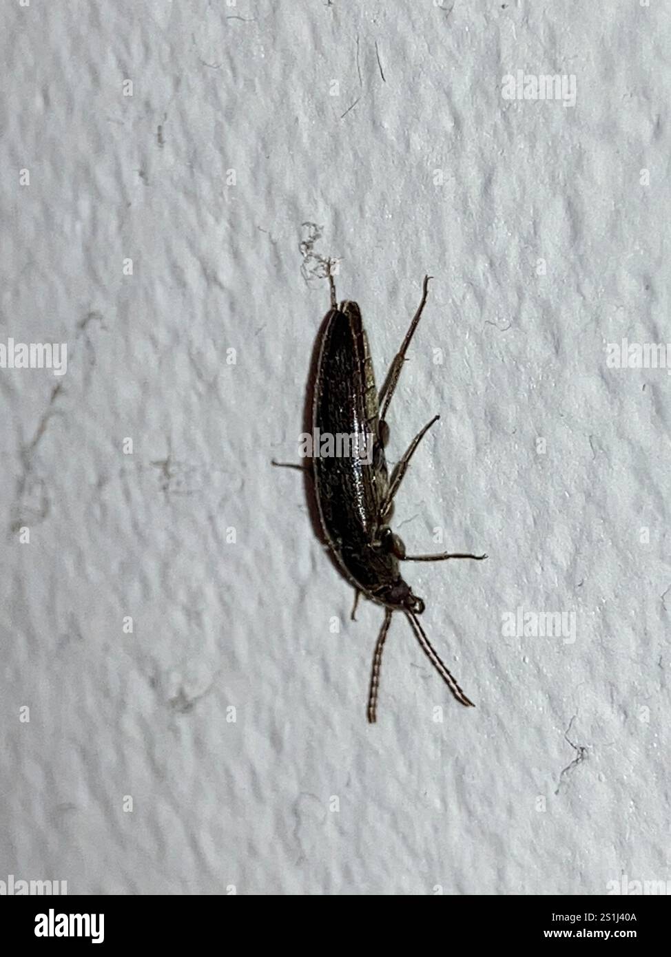 Punctate Synchronized Bark Beetle (Synchroa punctata Stock Photo - Alamy