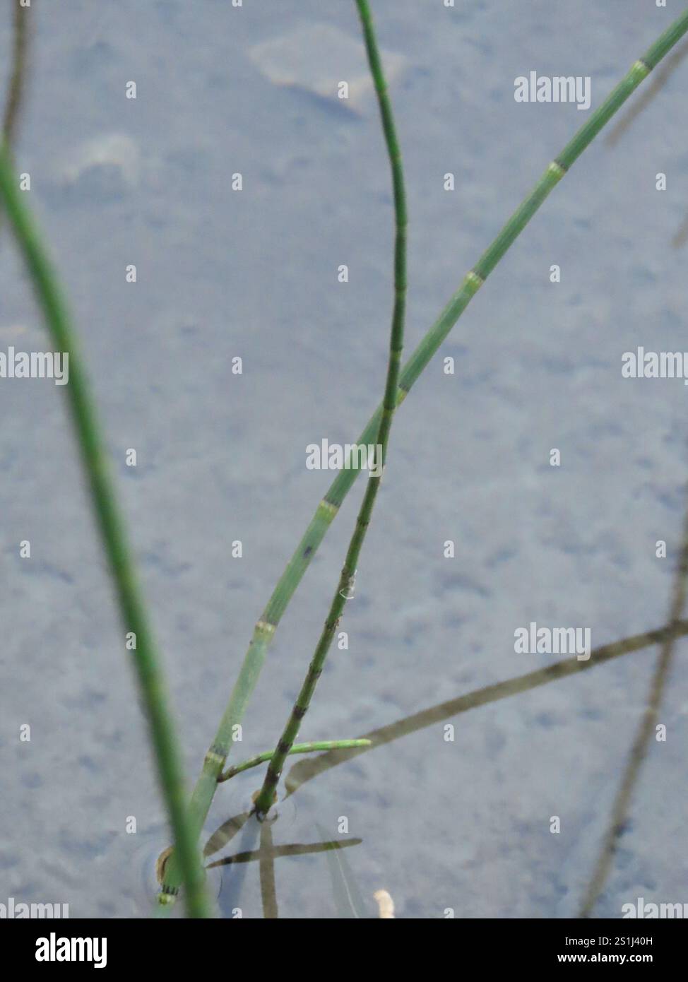 water horsetail (Equisetum fluviatile Stock Photo - Alamy