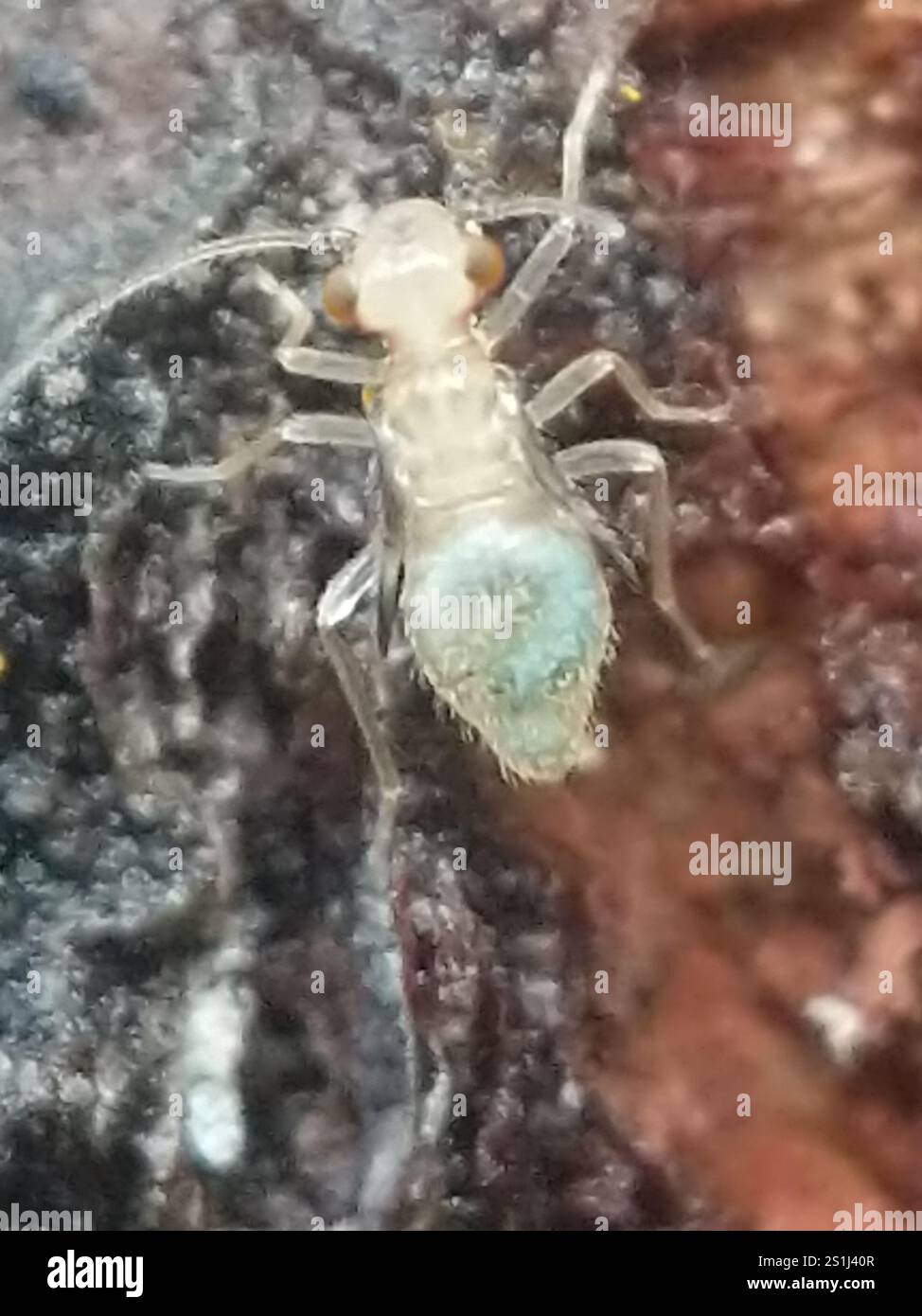 Barklice, Booklice, and Parasitic Lice (Psocodea Stock Photo - Alamy