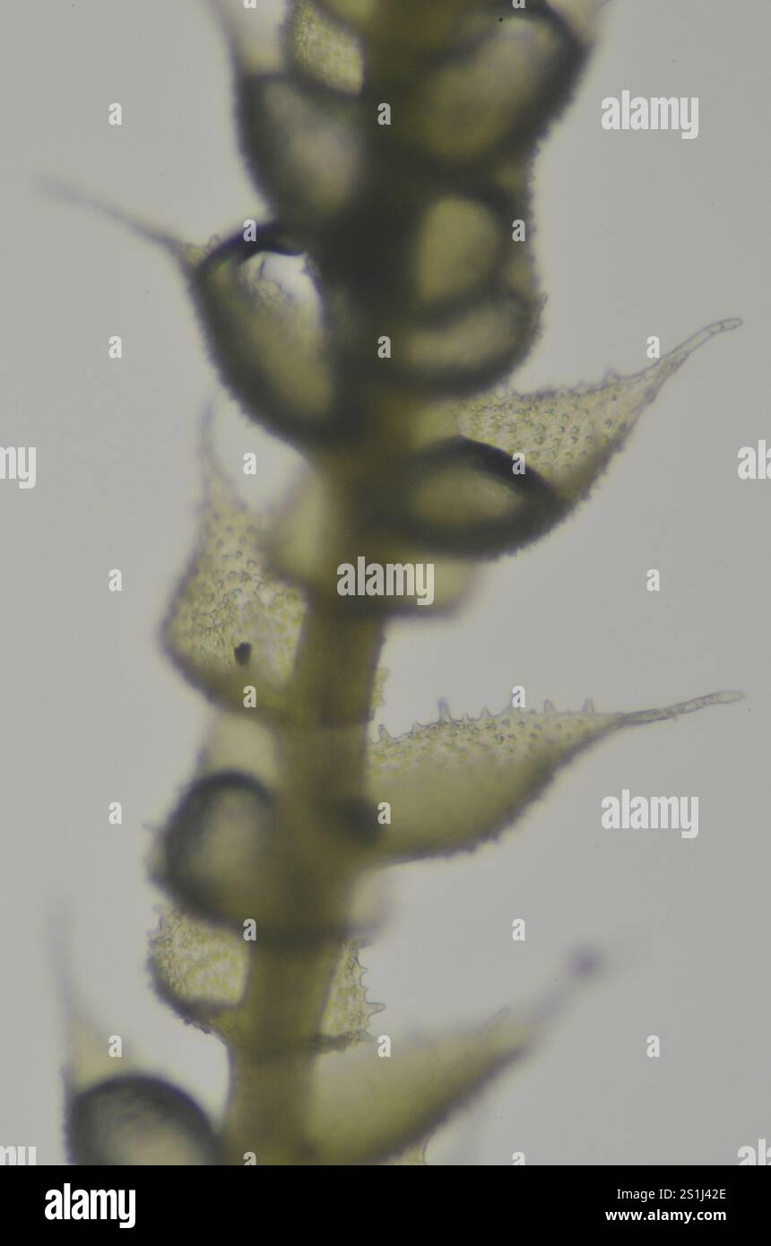 Siberian Myurella Moss (Myurella sibirica Stock Photo - Alamy