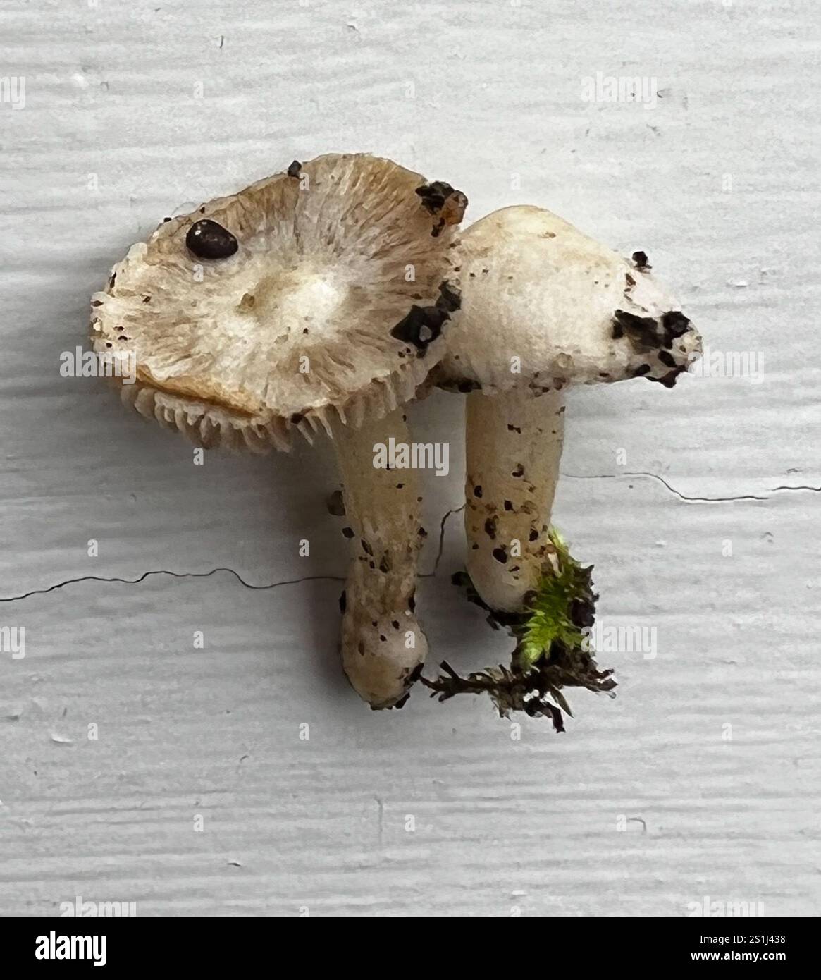 Inocybe geophylla hi-res stock photography and images - Alamy