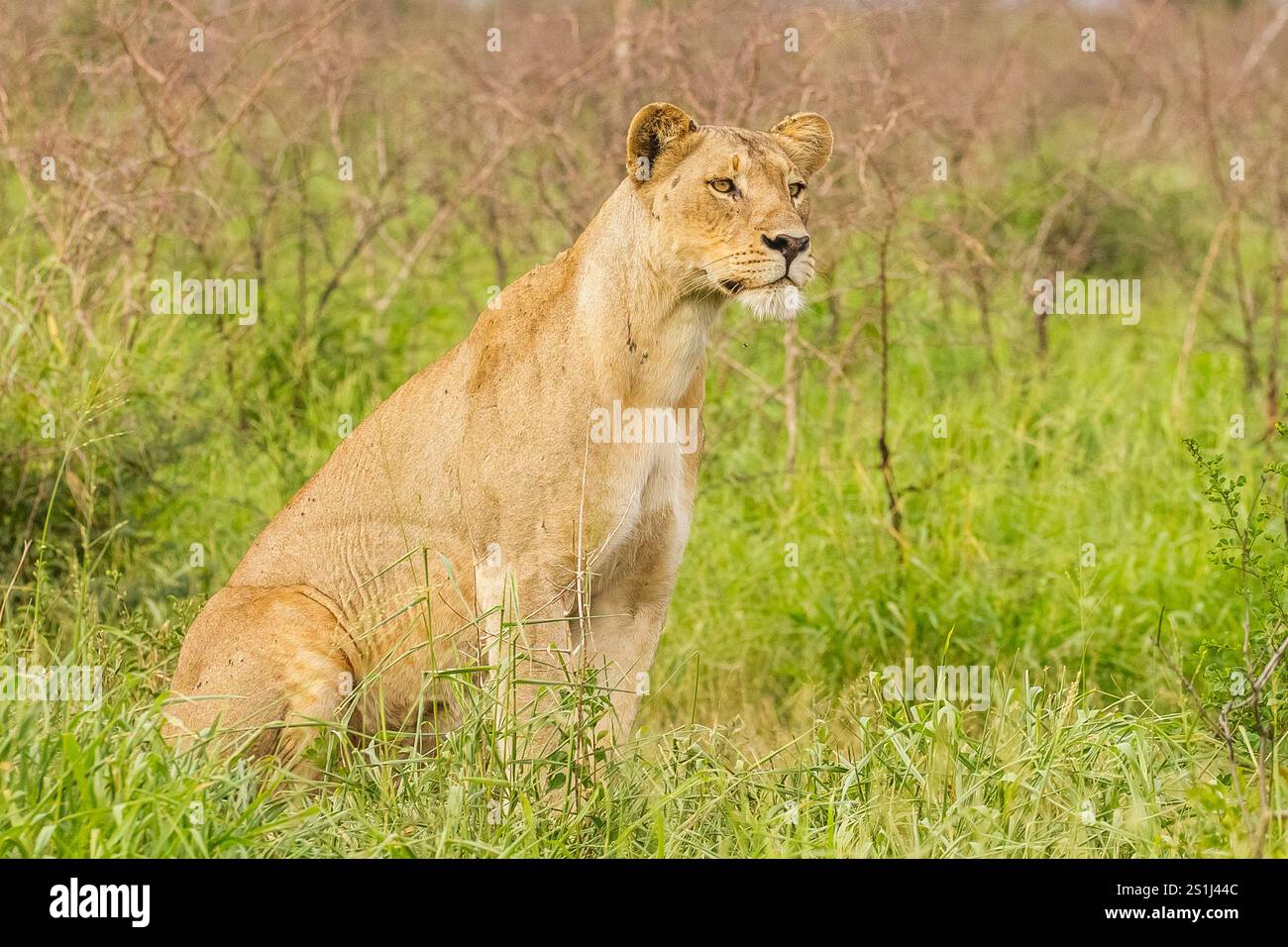Lions (Panthera leo) often hunt in groups at National Parks in South ...