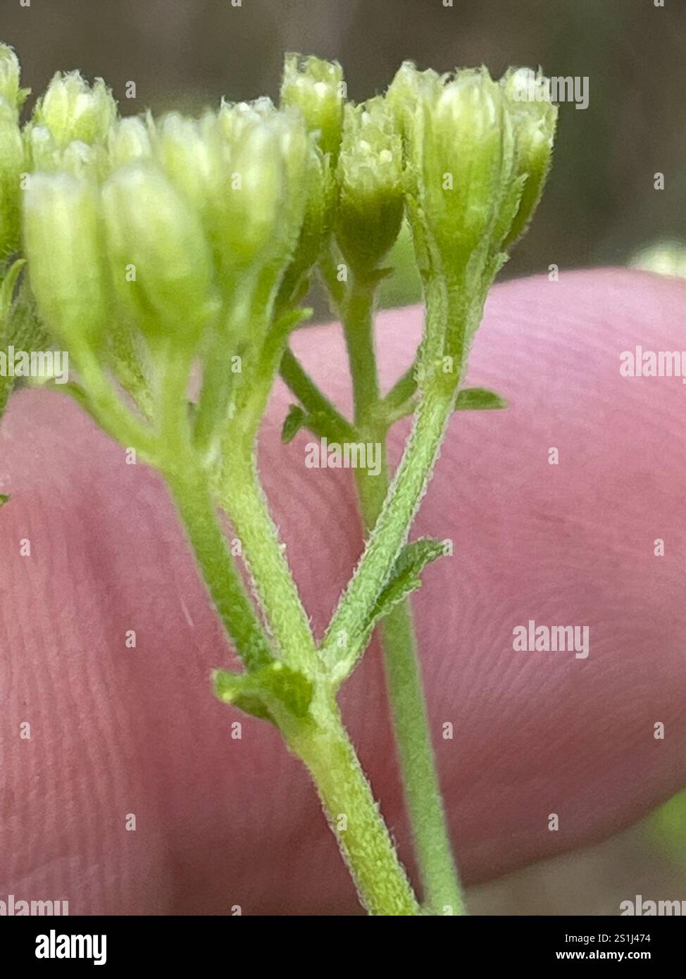 smaller white snakeroot (Ageratina aromatica Stock Photo - Alamy