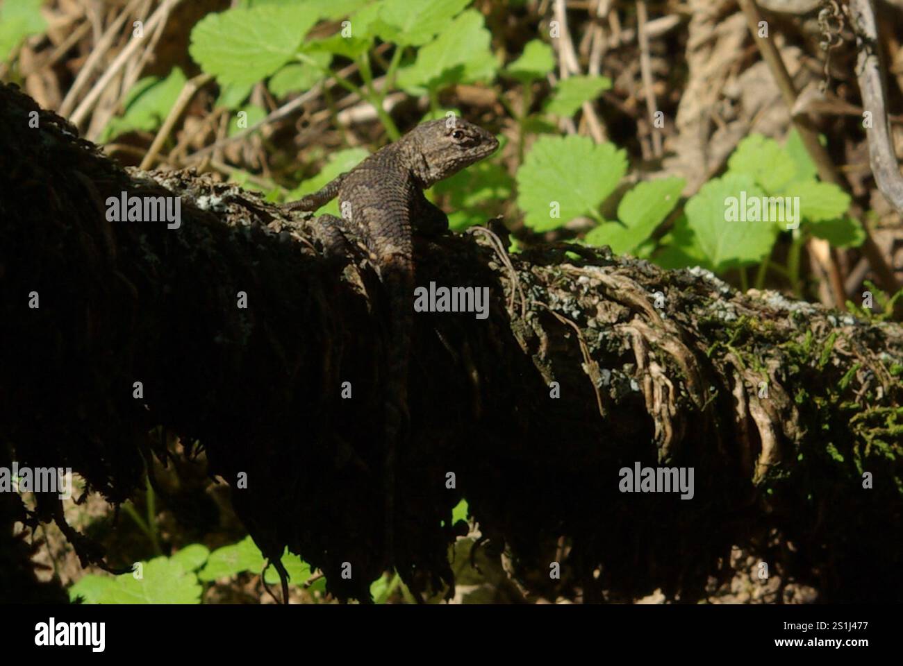 Prairie Lizard (Sceloporus consobrinus Stock Photo - Alamy