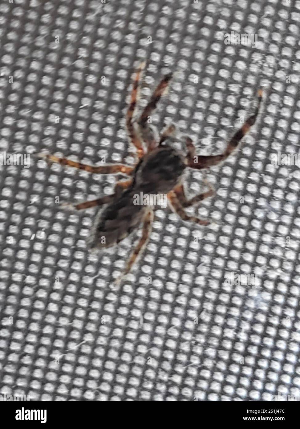 Tan Jumping Spider (Platycryptus undatus Stock Photo - Alamy
