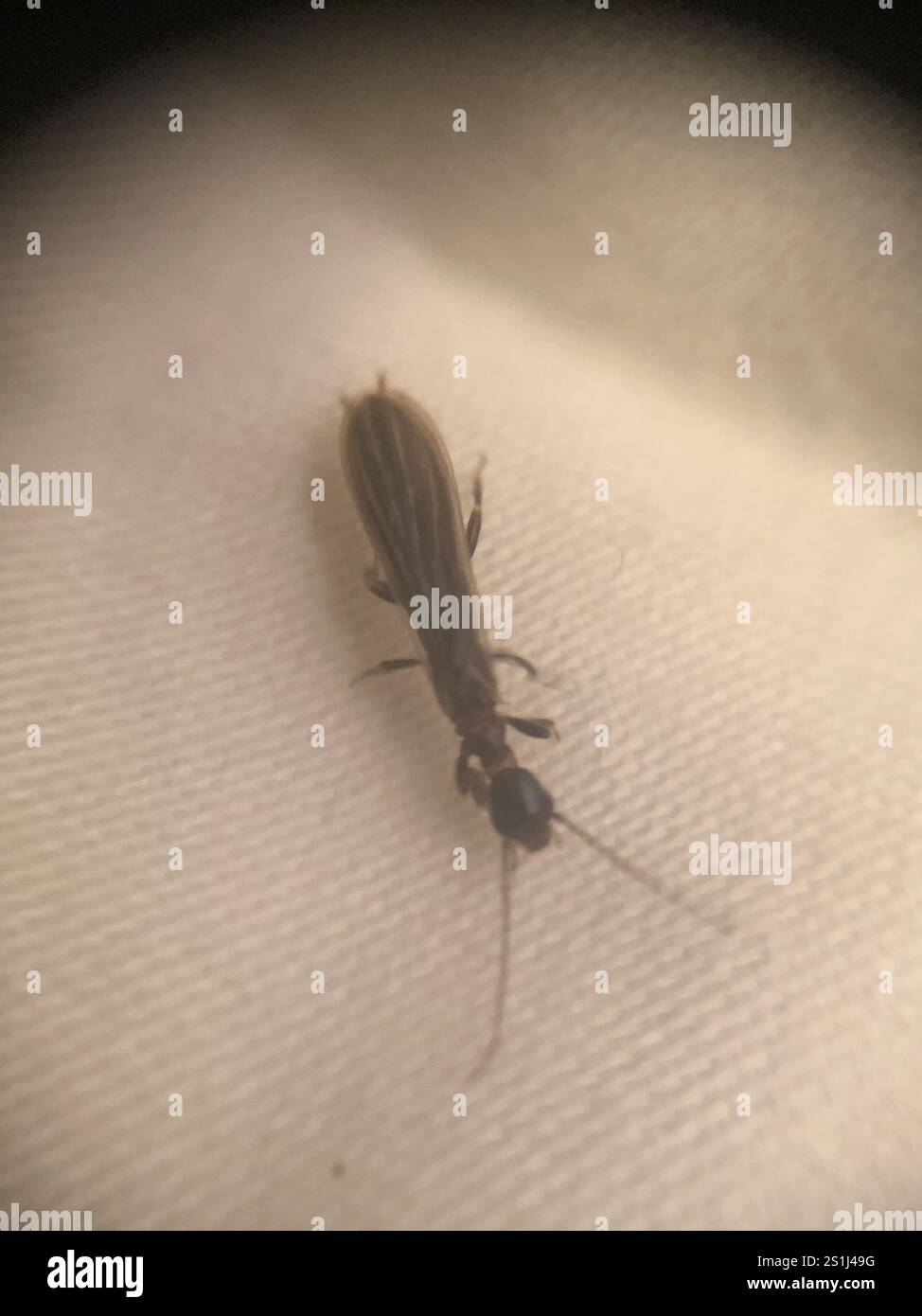 Black Webspinner (Oligotoma nigra Stock Photo - Alamy