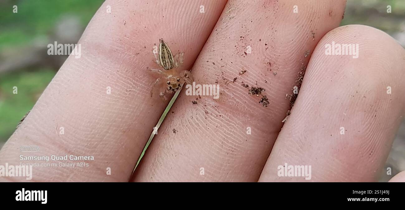 Sylvan Jumping Spider (Colonus sylvanus Stock Photo - Alamy