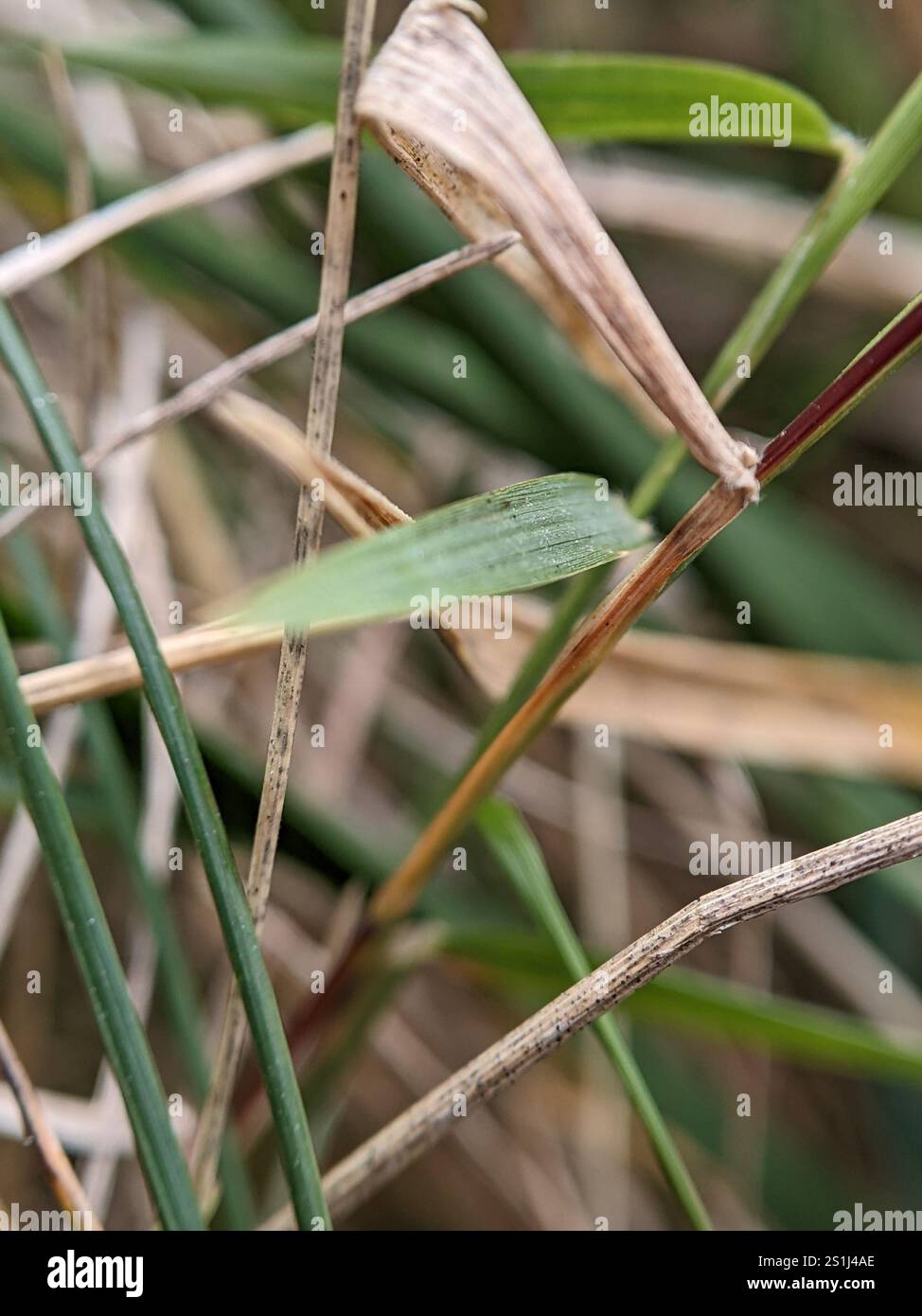 nimblewill (Muhlenbergia schreberi Stock Photo - Alamy