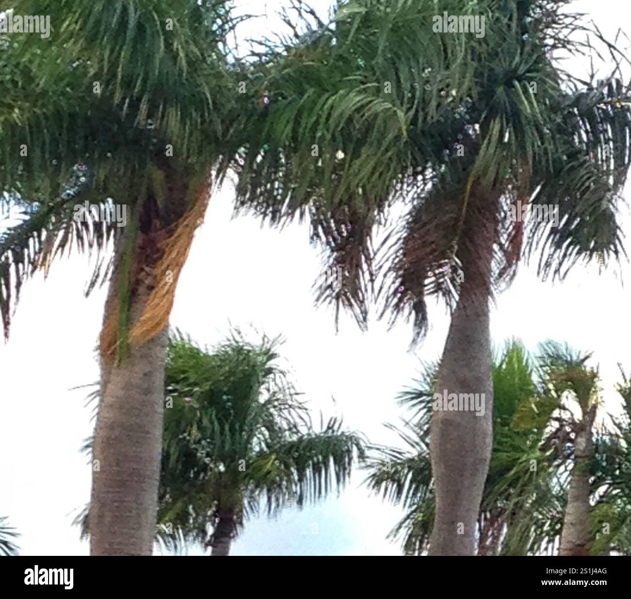 Cuban belly palm (Acrocomia crispa Stock Photo - Alamy