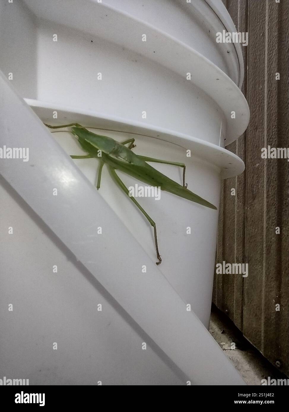 Common Coneheads (Neoconocephalus Stock Photo - Alamy