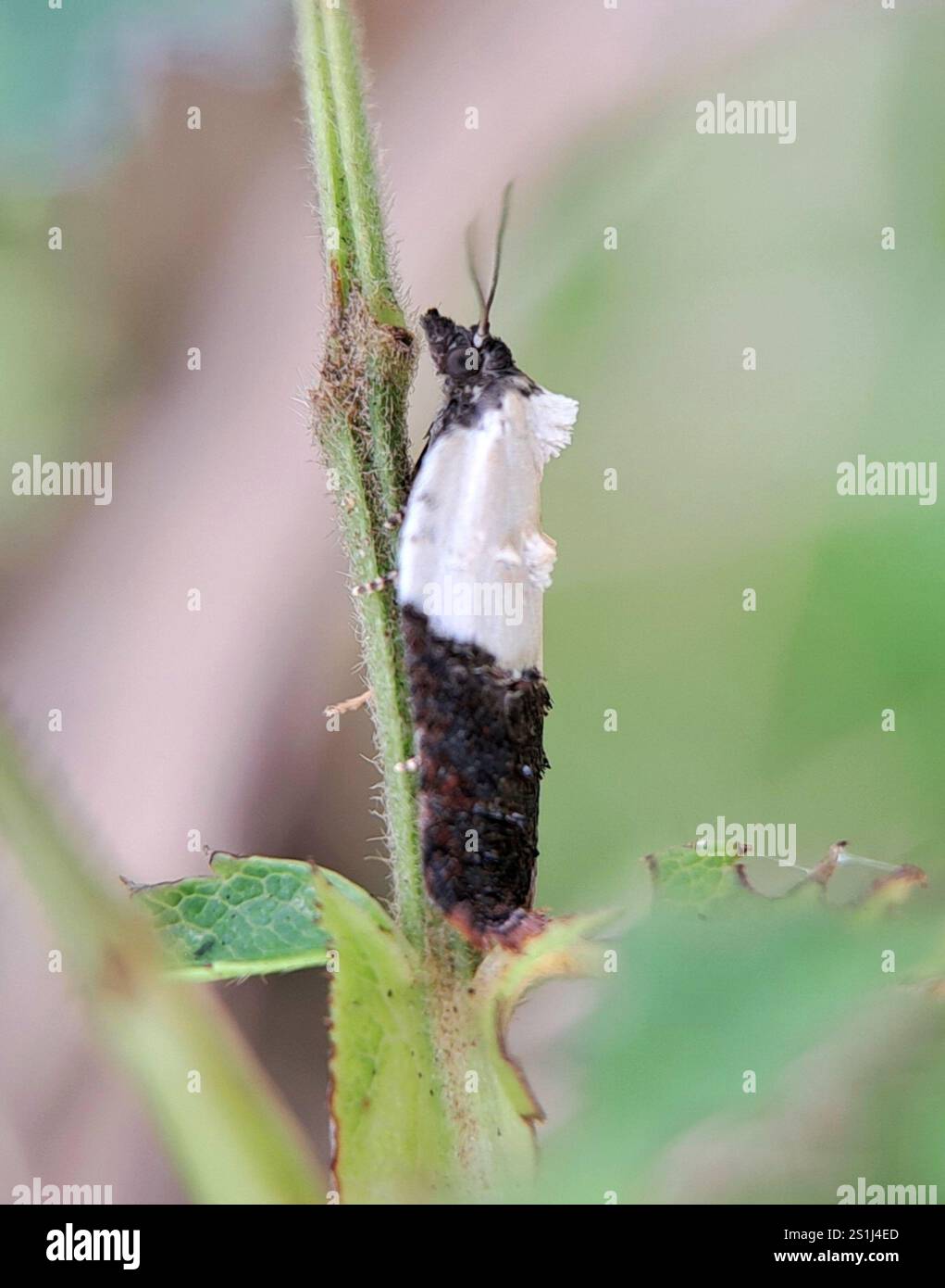 Garden Rose Tortrix (Acleris variegana Stock Photo - Alamy