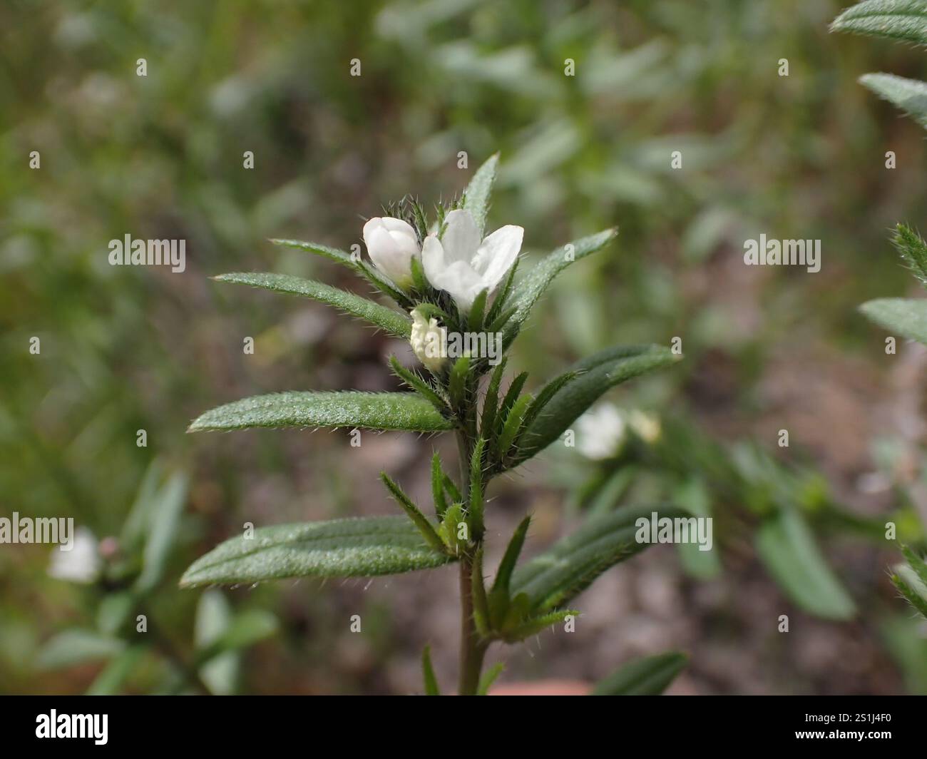 corn gromwell (Buglossoides arvensis Stock Photo - Alamy
