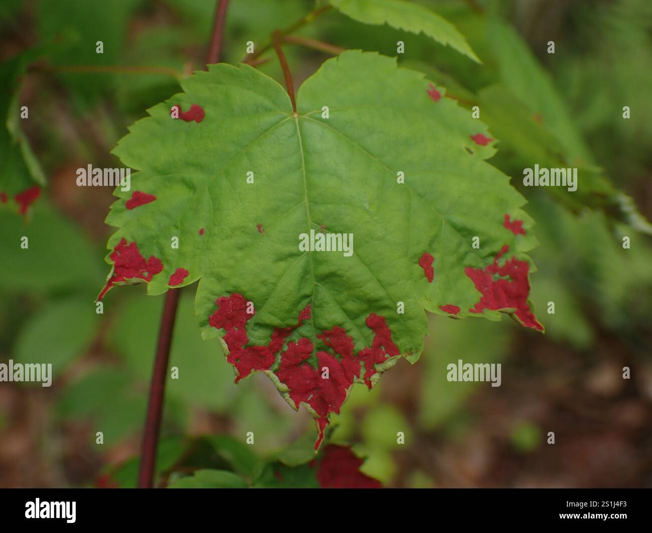 Rocky Mountain Maple Felt Mite (Aceria calaceris Stock Photo - Alamy