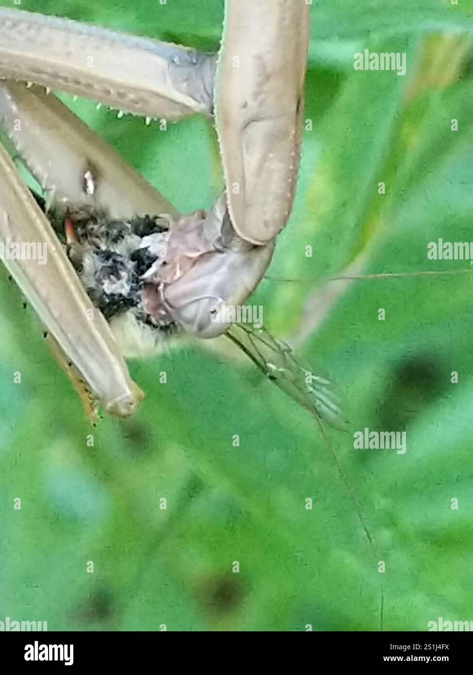 Chinese Mantis (Tenodera sinensis Stock Photo - Alamy