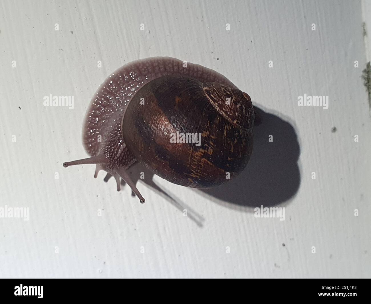 Garden Snail (Cornu aspersum Stock Photo - Alamy