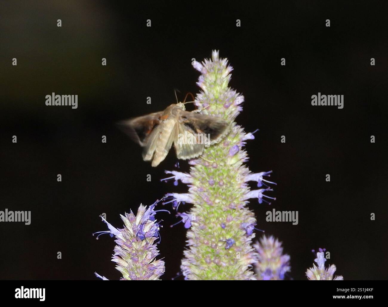 Plusiine Looper Moths (Plusiinae Stock Photo - Alamy