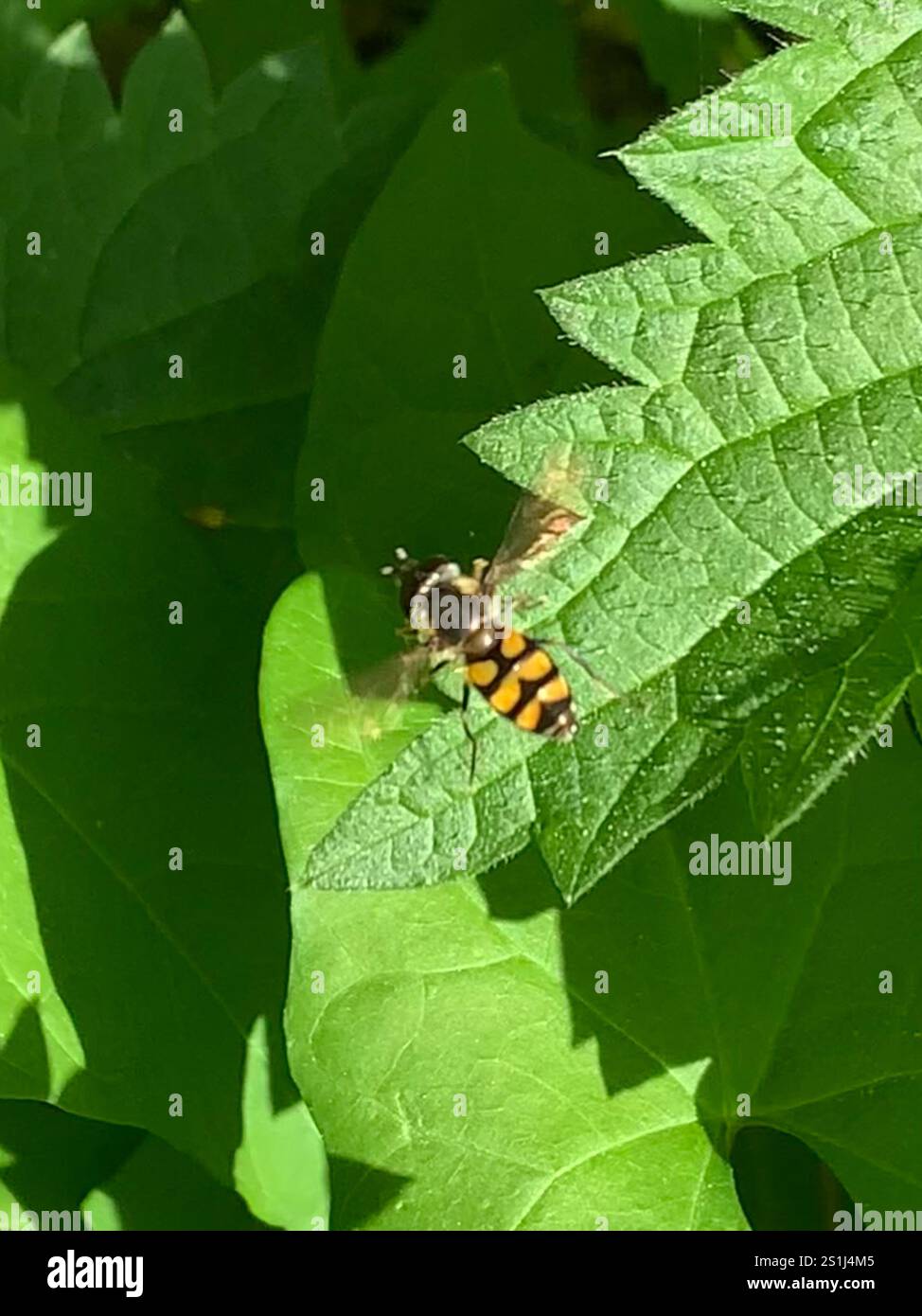 Didea hi-res stock photography and images - Alamy