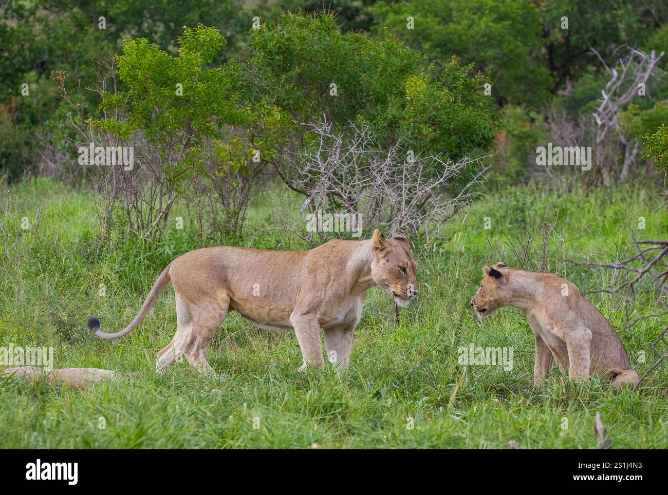 Lions (Panthera leo) often hunt in groups at National Parks in South ...