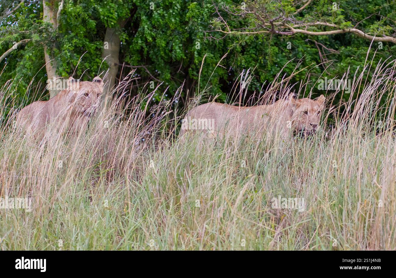 Lions (Panthera leo) often hunt in groups at National Parks in South ...