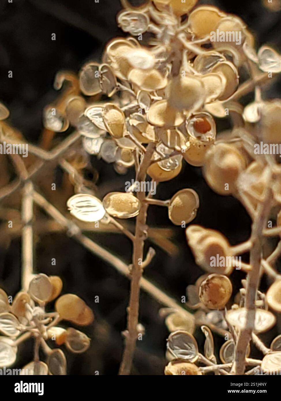 desert madwort (Alyssum desertorum Stock Photo - Alamy