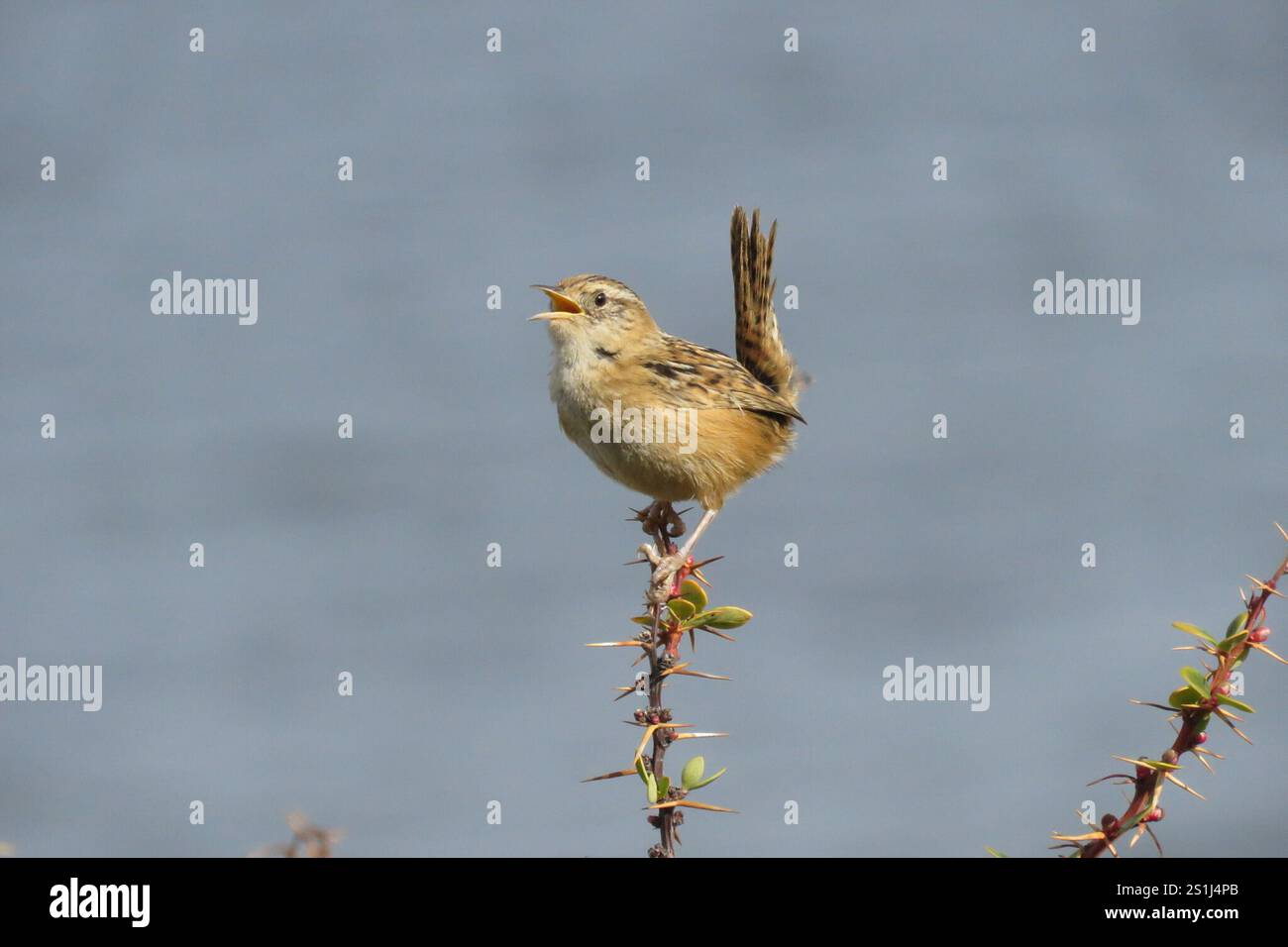 Grass Wren (Cistothorus platensis Stock Photo - Alamy