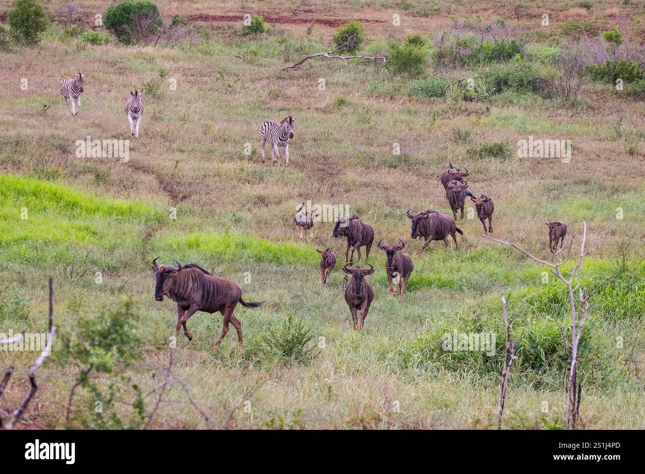 A large number of ox-headed antelopes live in the Isimangaliso Wet Area ...