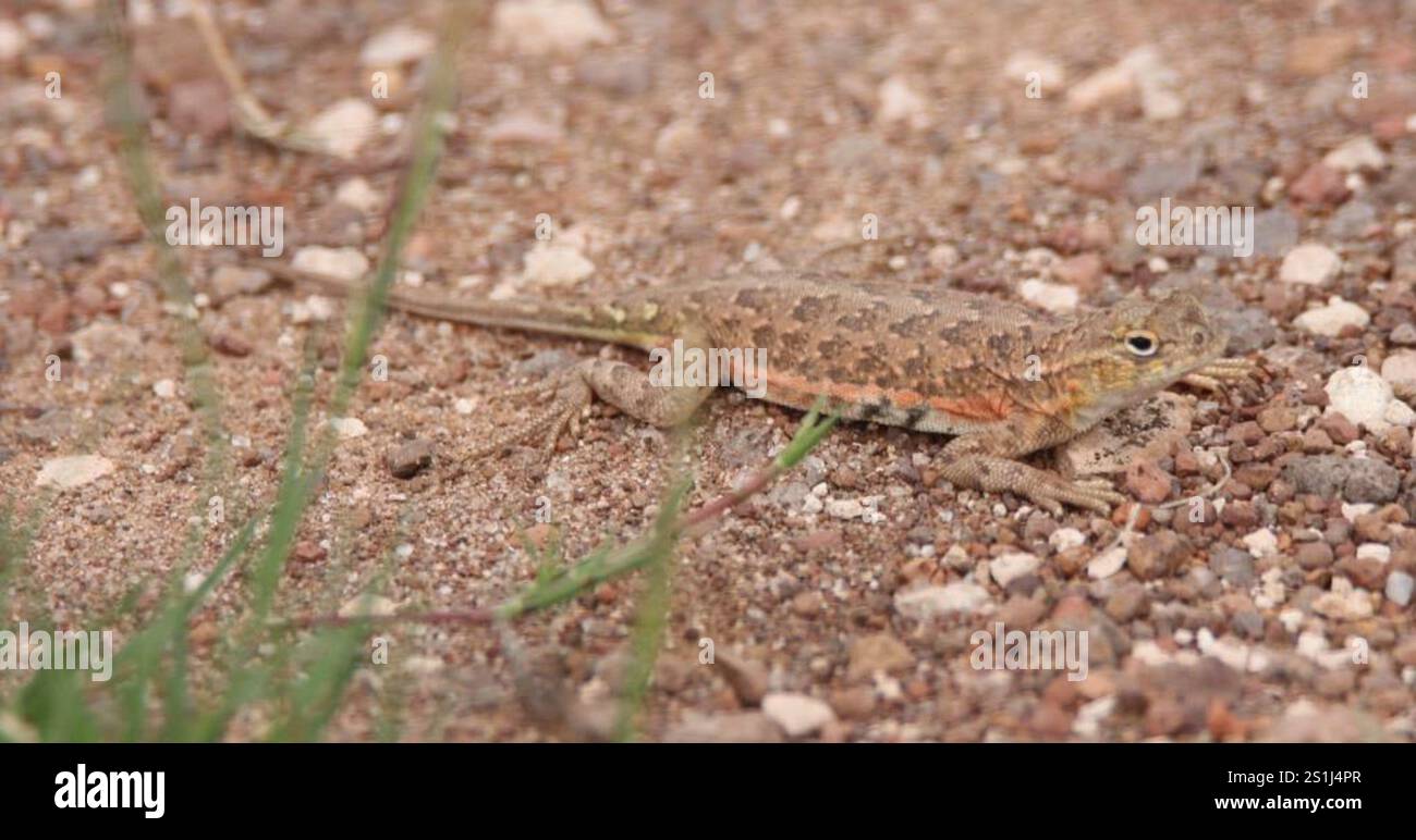 Western Earless Lizard (Holbrookia maculata Stock Photo - Alamy