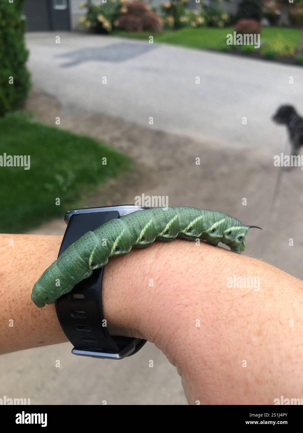 Five-spotted Hawk Moth (Manduca quinquemaculatus Stock Photo - Alamy