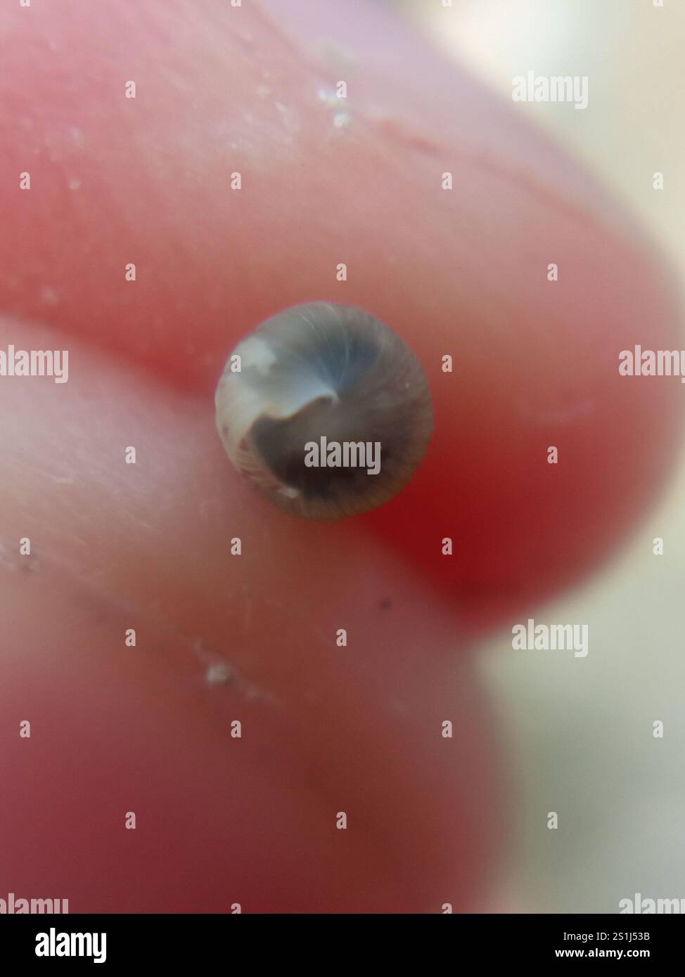 Small Cochlostoma (Cochlostoma septemspirale Stock Photo - Alamy