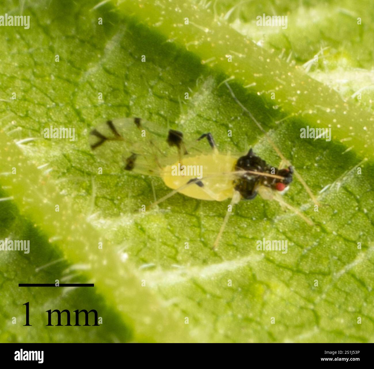 Japanese elm aphid (Tinocallis takachihoensis Stock Photo - Alamy