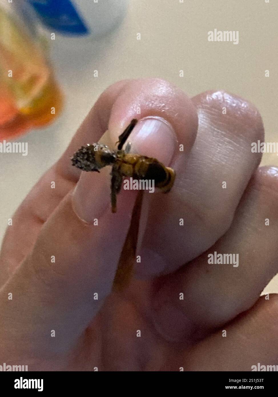 Horse Paper Wasp (Polistes major Stock Photo - Alamy