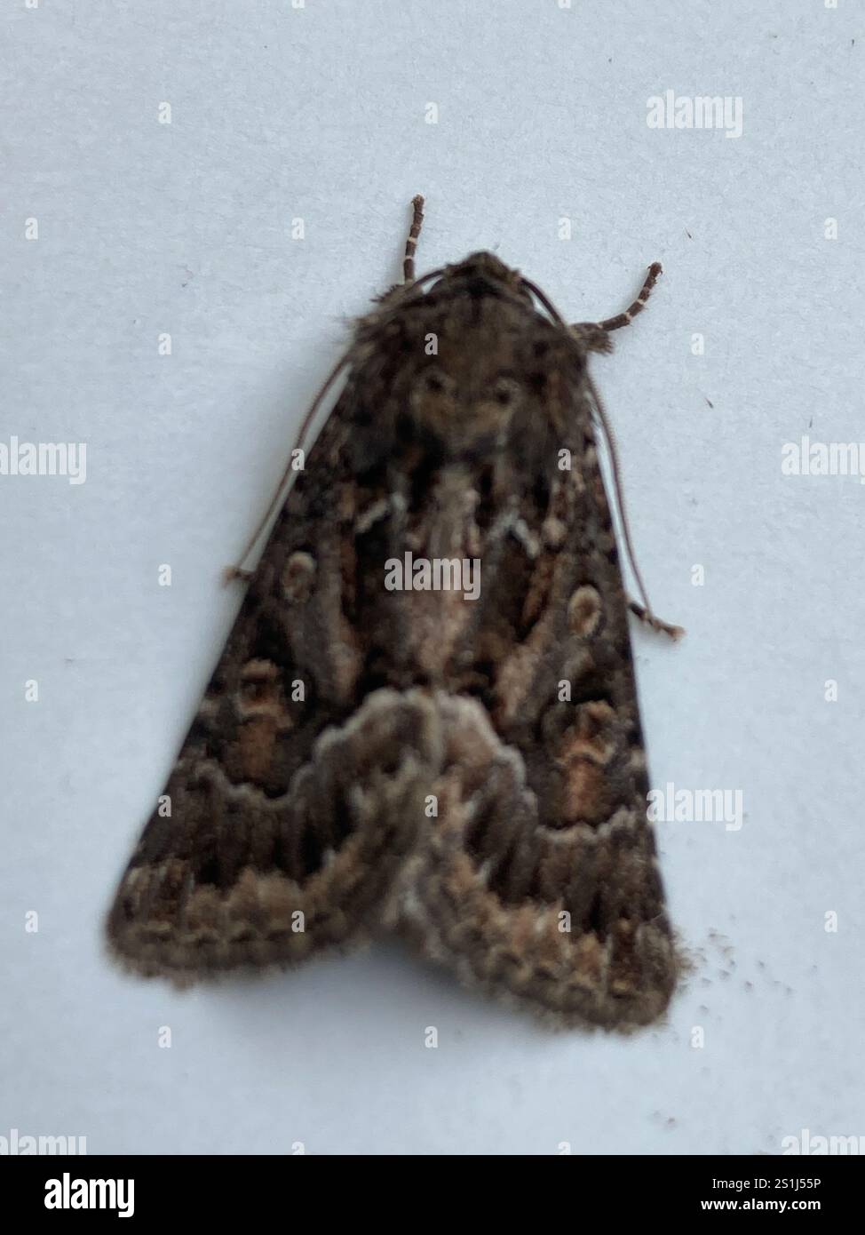 Straw Underwing (Thalpophila matura Stock Photo - Alamy