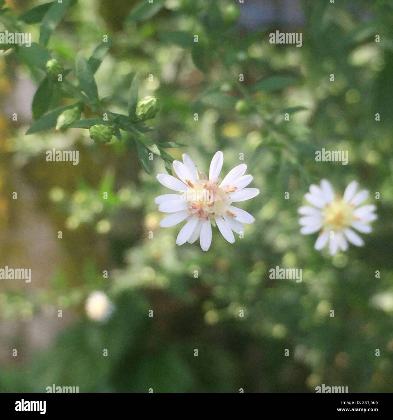 American asters (Symphyotrichum Stock Photo - Alamy