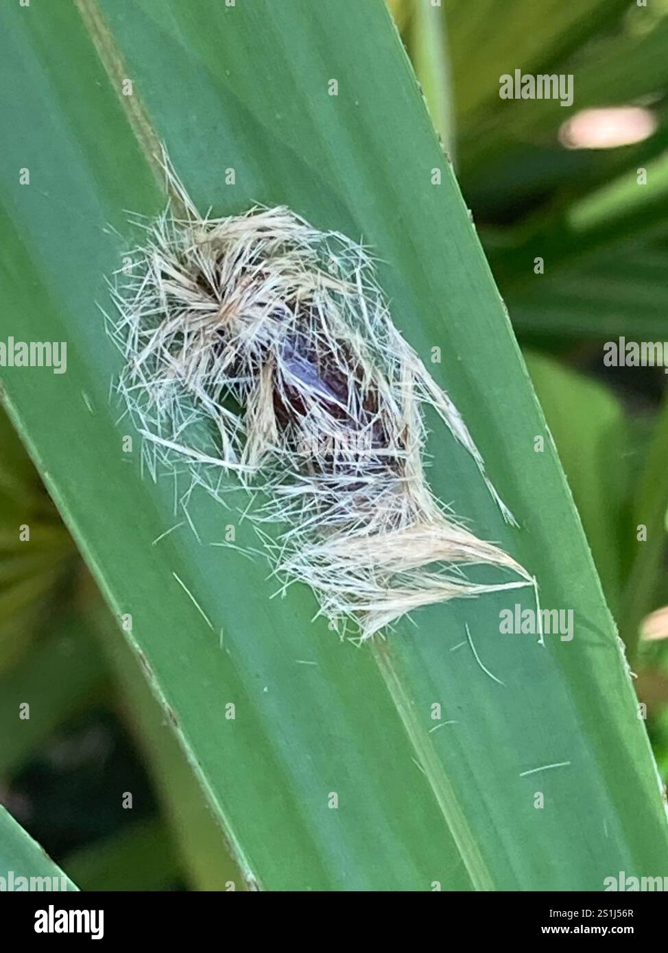 Edwards' Wasp Moth (Lymire edwardsii Stock Photo - Alamy