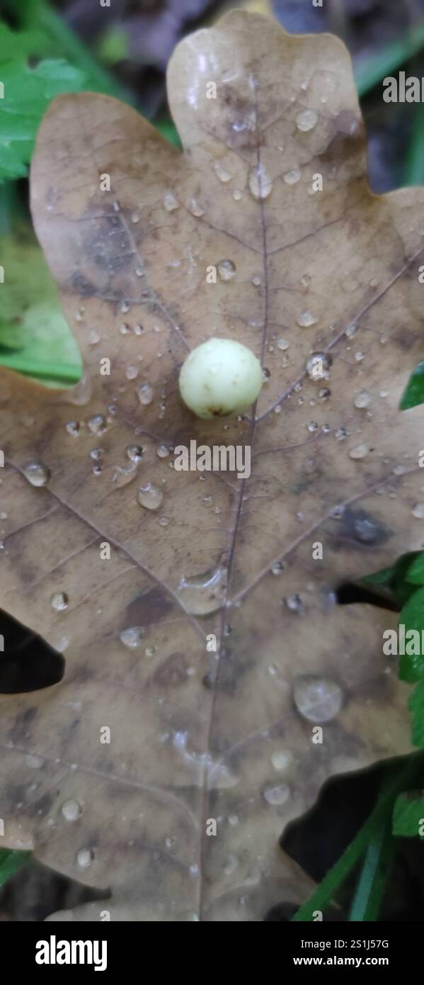 Cherry Gall Wasp (Cynips quercusfolii Stock Photo - Alamy