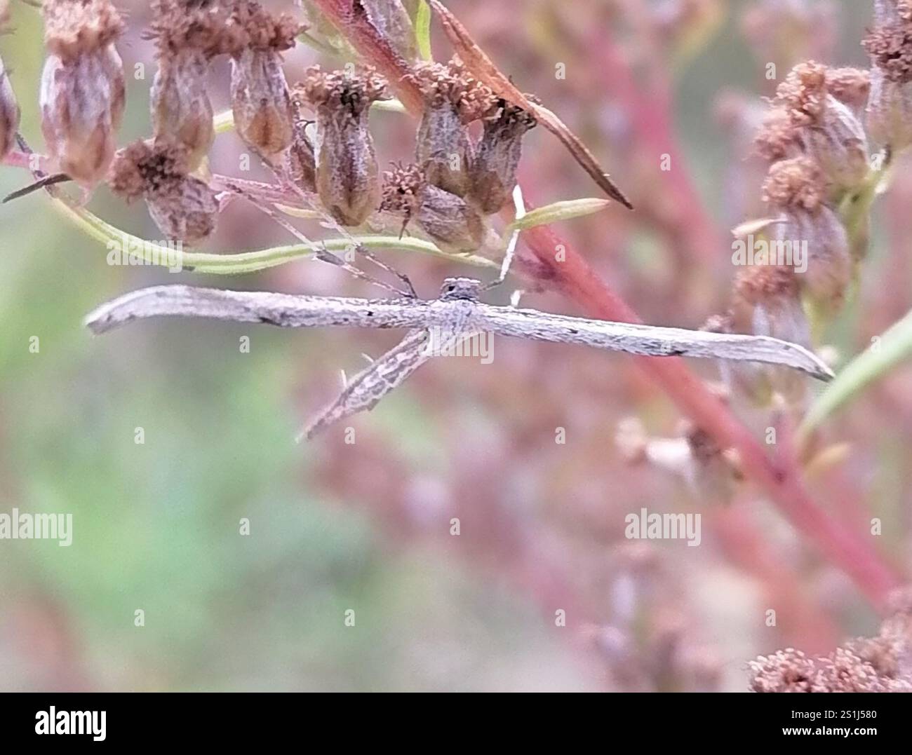 Morning-glory Plume Moth (Emmelina monodactyla Stock Photo - Alamy