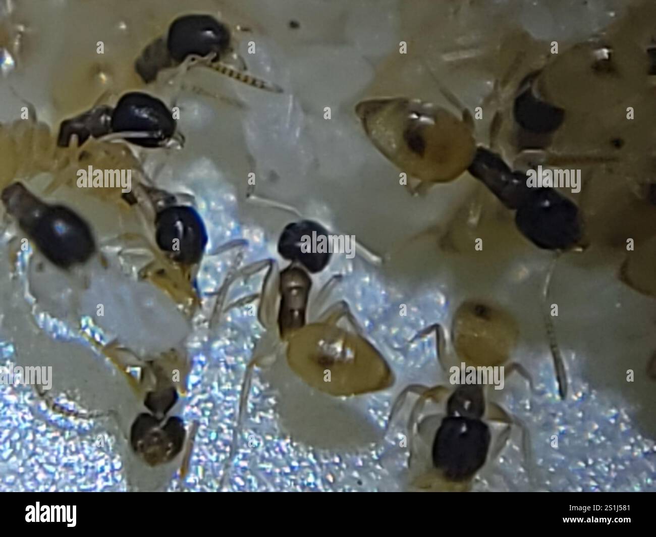 Ghost Ant (Tapinoma melanocephalum Stock Photo - Alamy