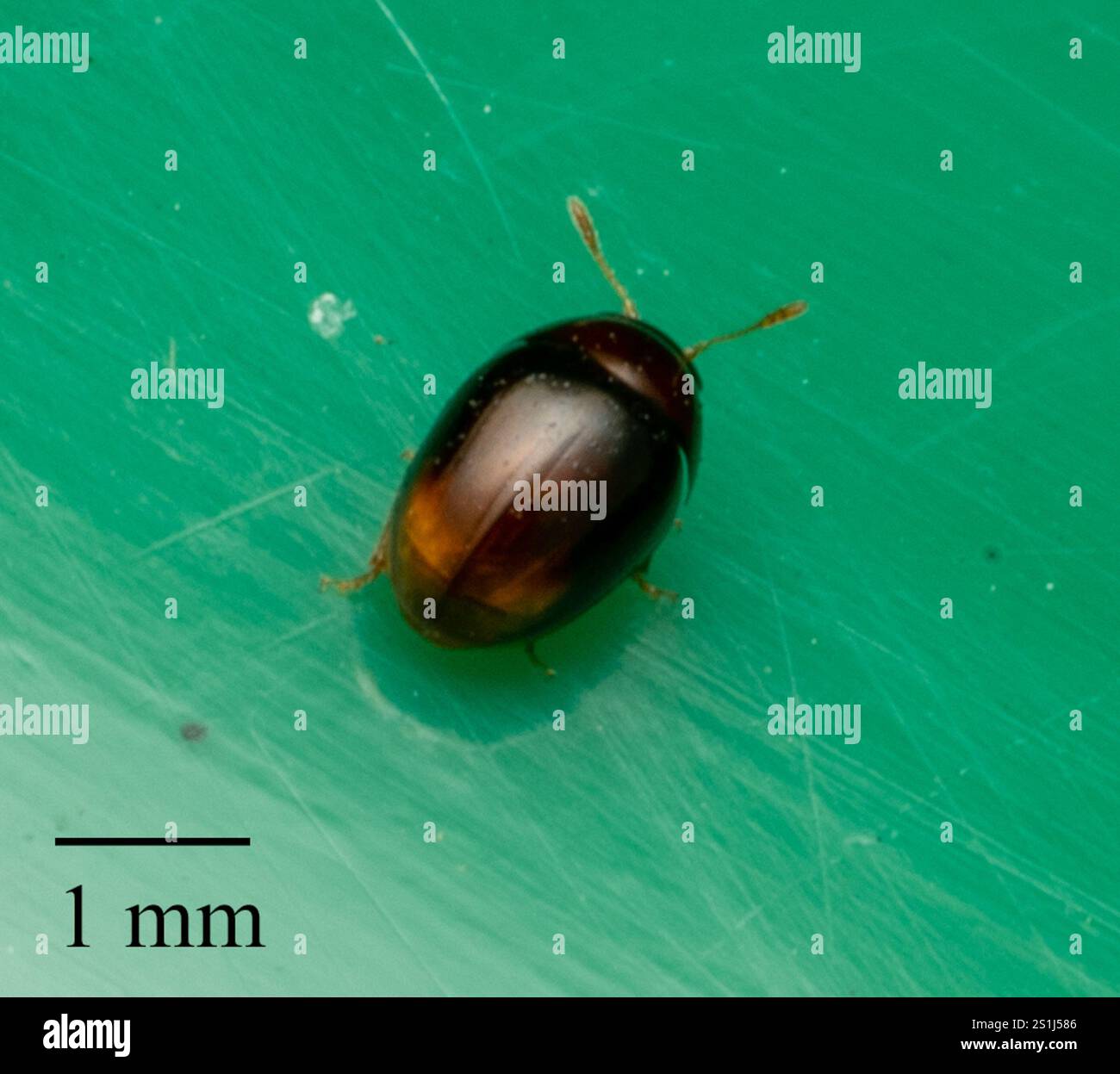 Shining Flower Beetles (Phalacridae Stock Photo - Alamy