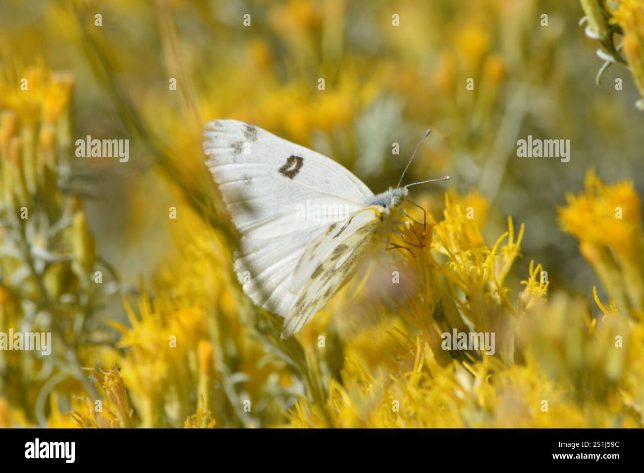Becker's White (Pontia beckerii Stock Photo - Alamy