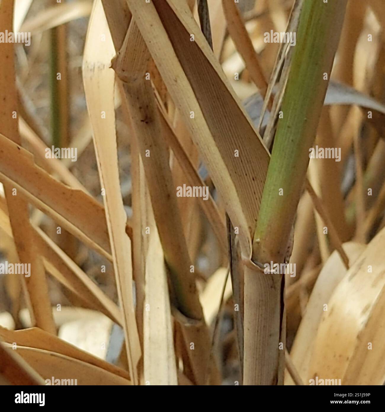 giant wild rye (Leymus condensatus Stock Photo - Alamy