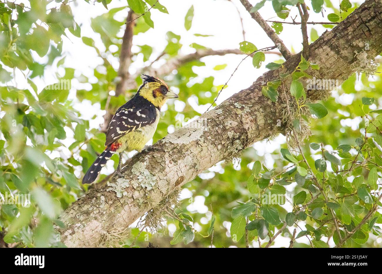 The crested barbet (Trachyphonus vaillantii) is a sub-Saharan bird in ...