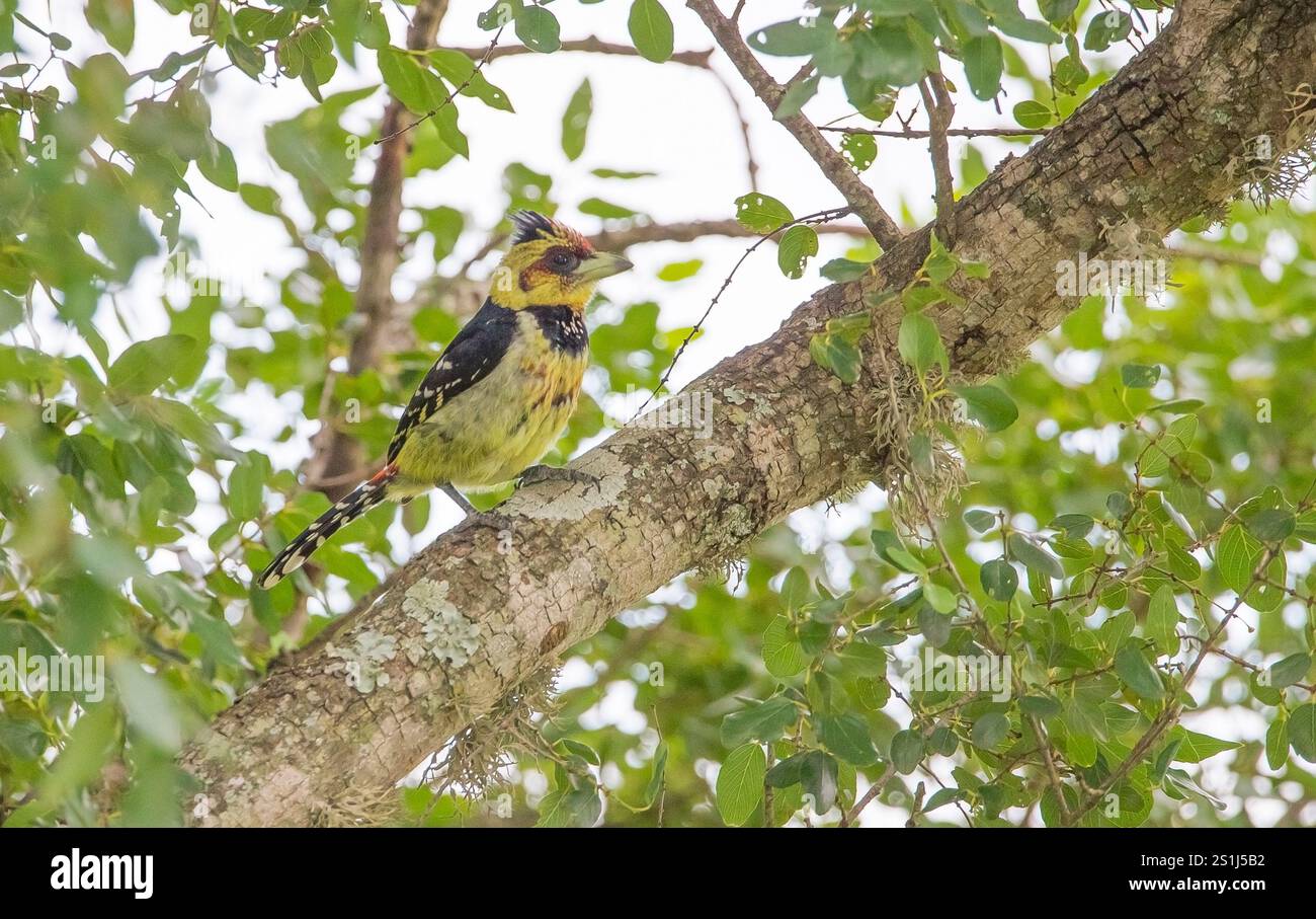 The crested barbet (Trachyphonus vaillantii) is a sub-Saharan bird in ...